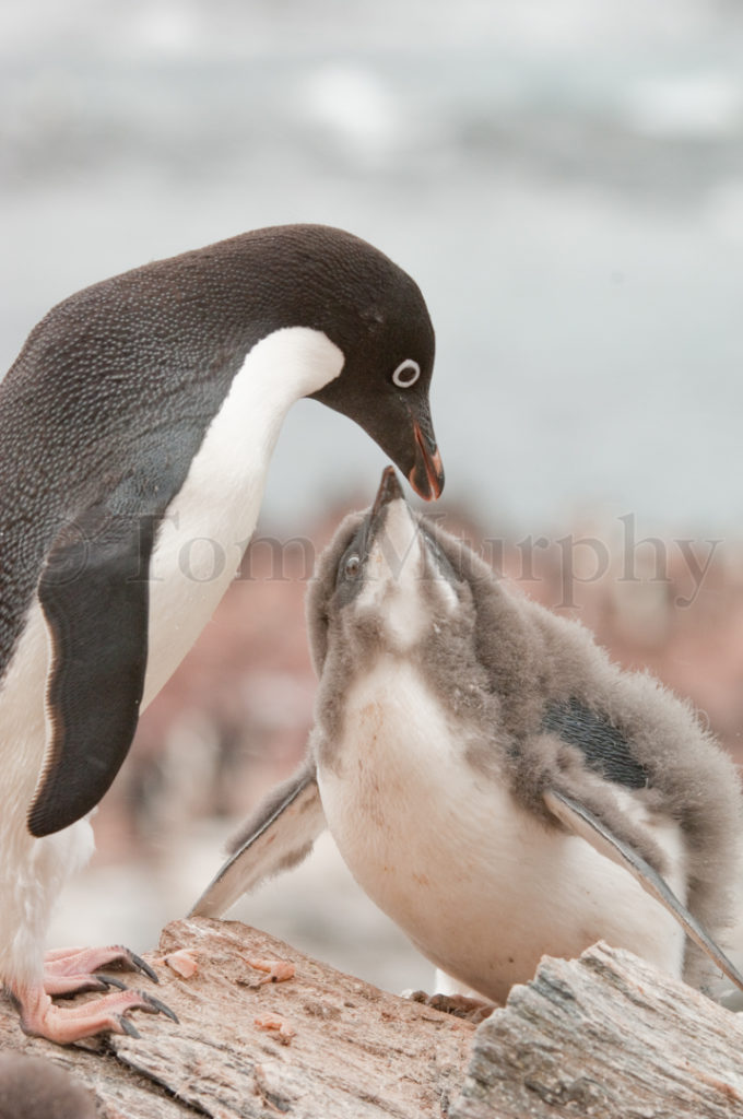 Adelie Adult Feeding Chick – Tom Murphy Photography