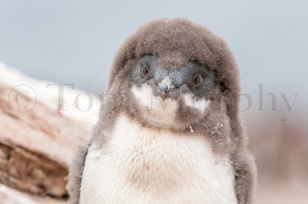 Adelie Penguin Chick – Tom Murphy Photography