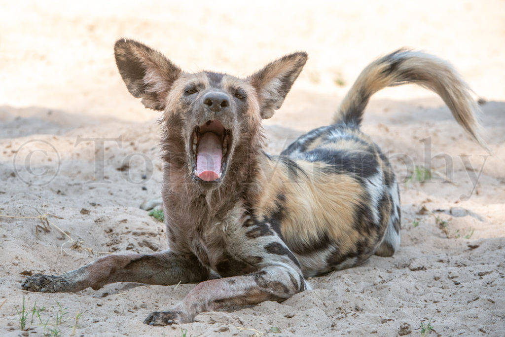 African Wild Dog Yawning – Tom Murphy Photography
