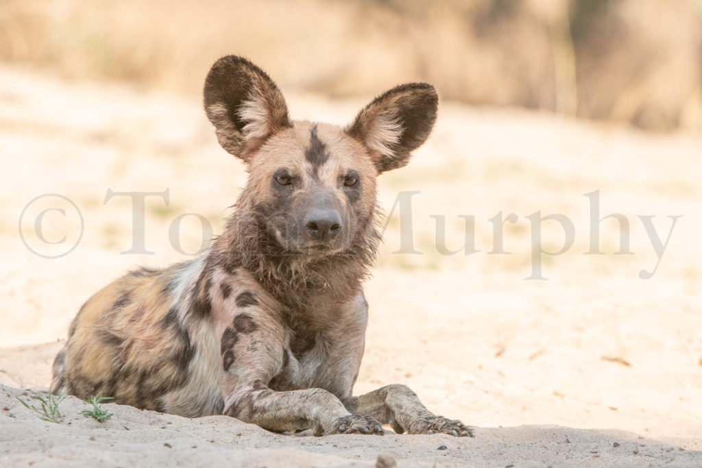 African Wild Dog – Tom Murphy Photography