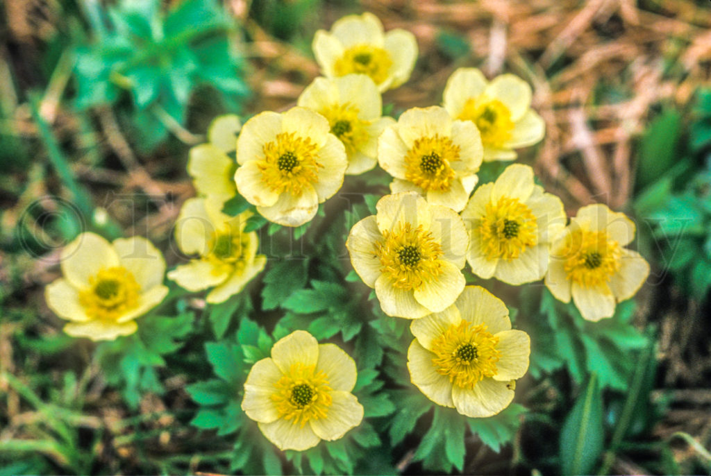 Alpine Buttercup – Tom Murphy Photography