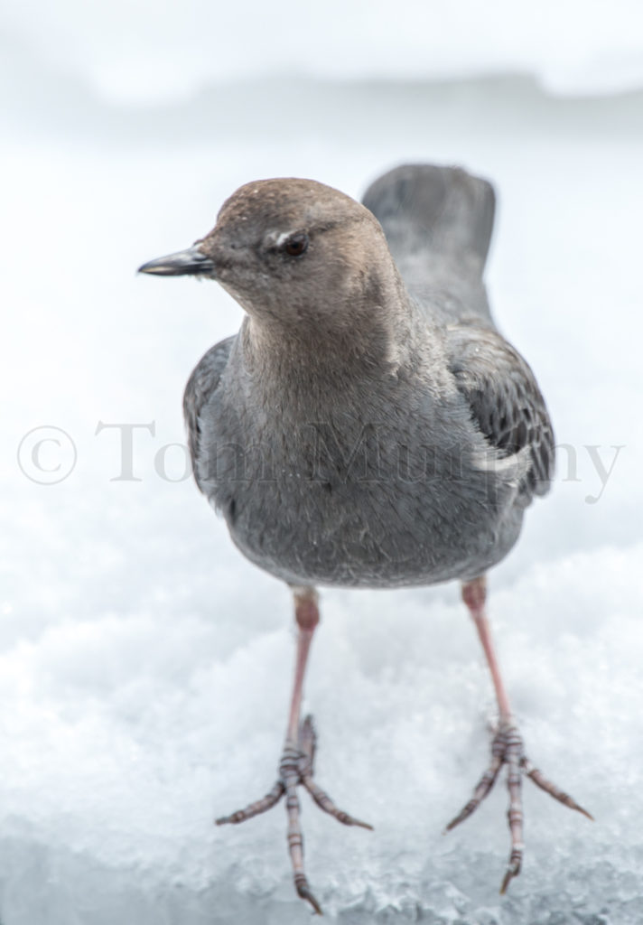 Dipper Nest – Tom Murphy Photography