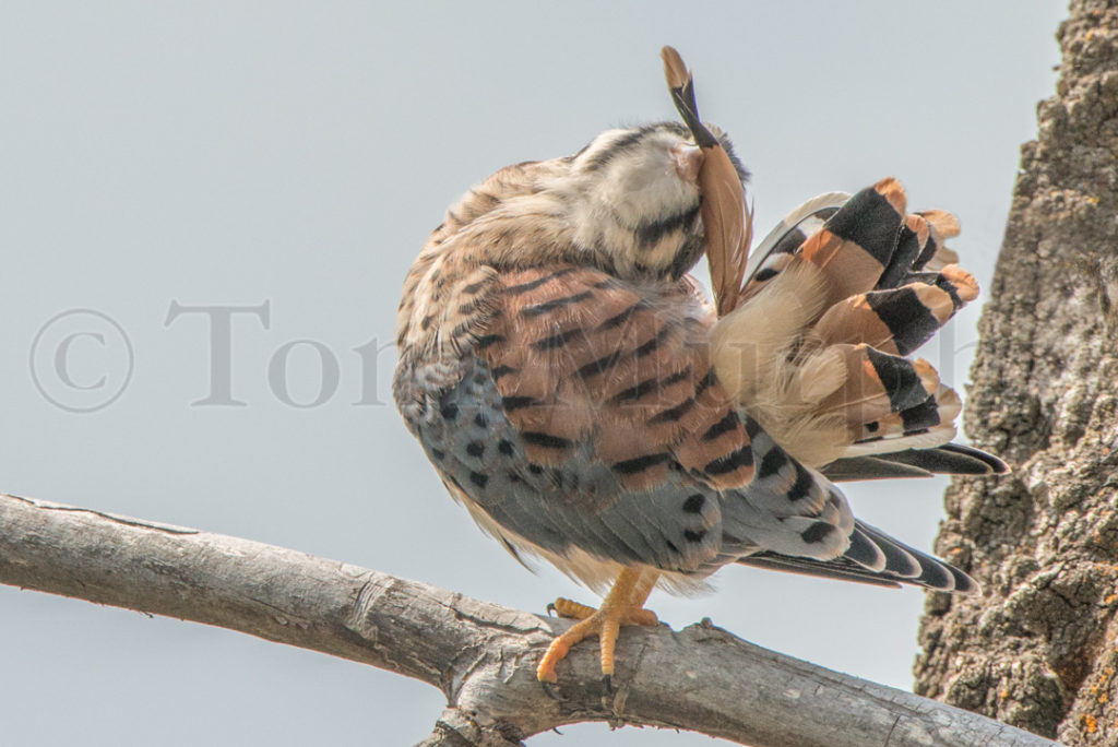 American Kestrel Juvenile Preening – Tom Murphy Photography
