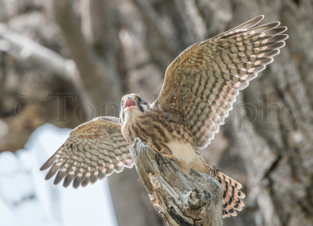 American Kestrel Juvenile Wings – Tom Murphy Photography