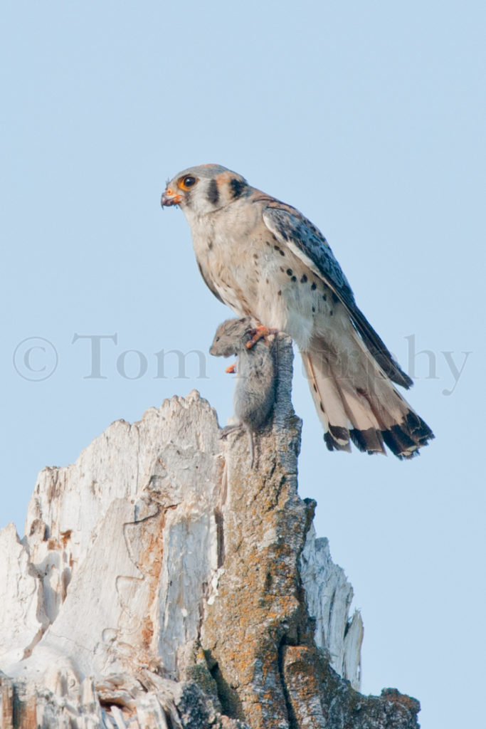 American Kestrel Mouse – Tom Murphy Photography