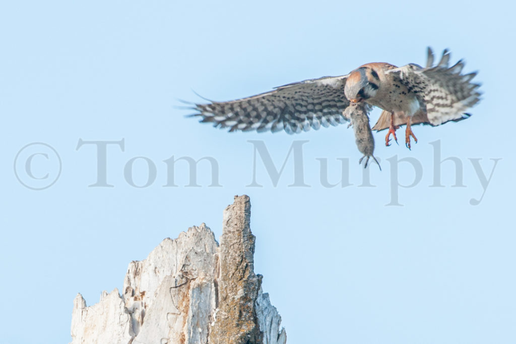 American Kestrel Mouse – Tom Murphy Photography