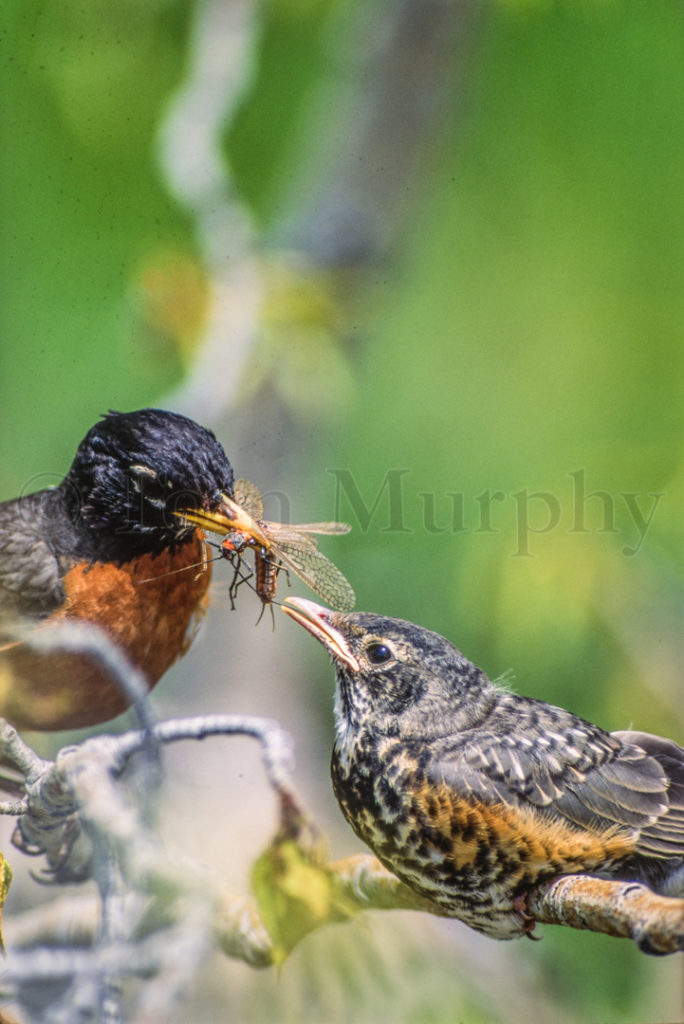 American Robin Feeding Chick – Tom Murphy Photography