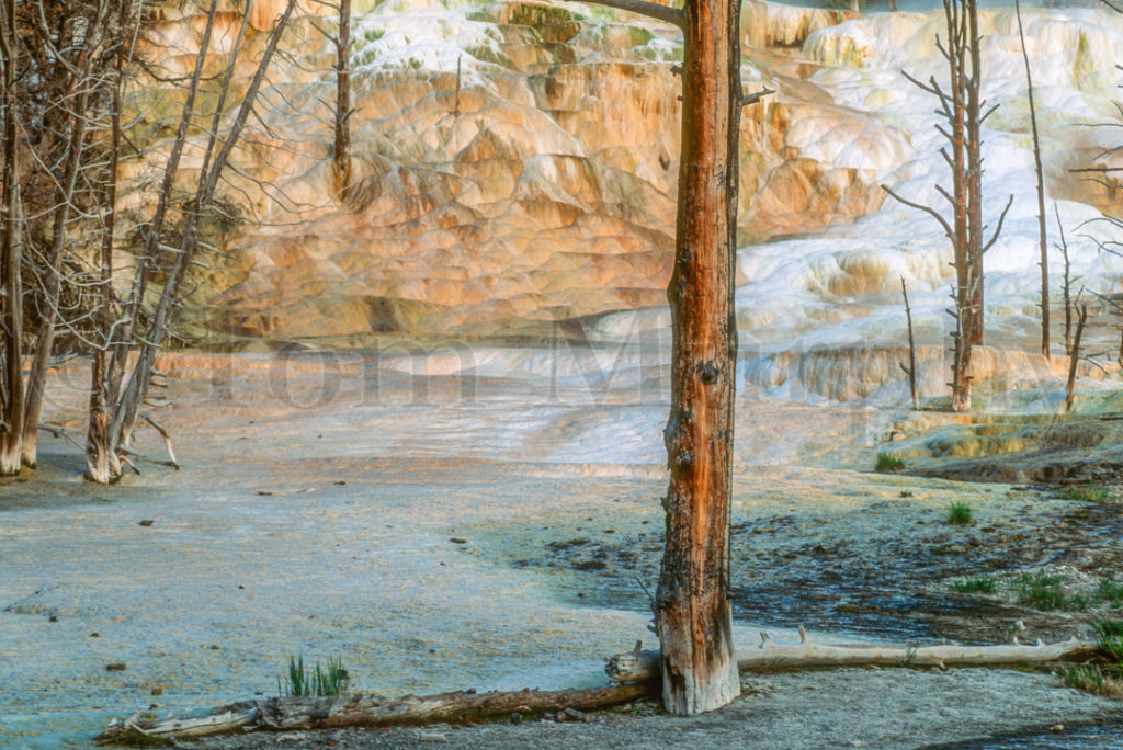 Angel Terrace Tree Trunk – Tom Murphy Photography