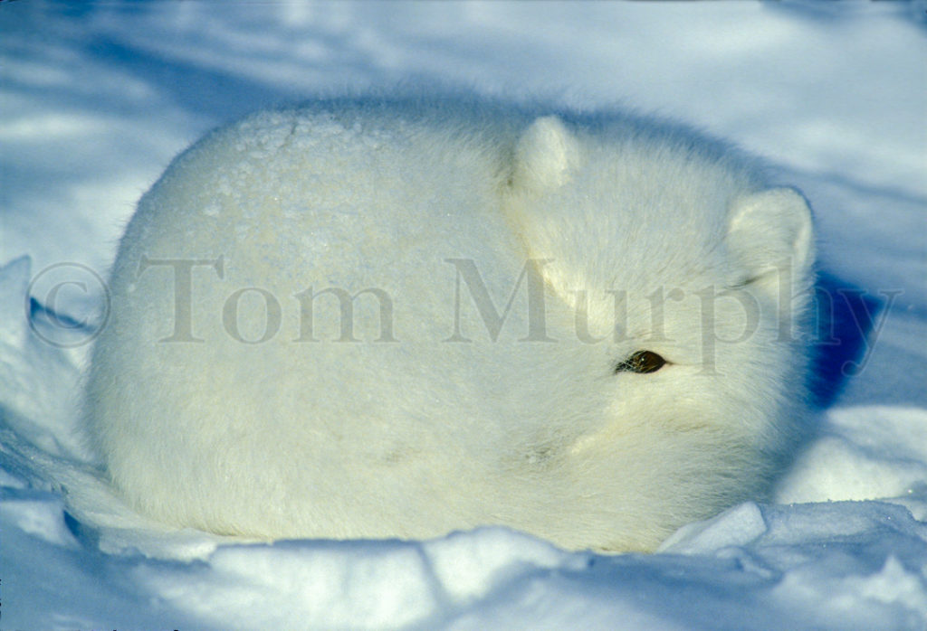 Arctic Fox Curled – Tom Murphy Photography