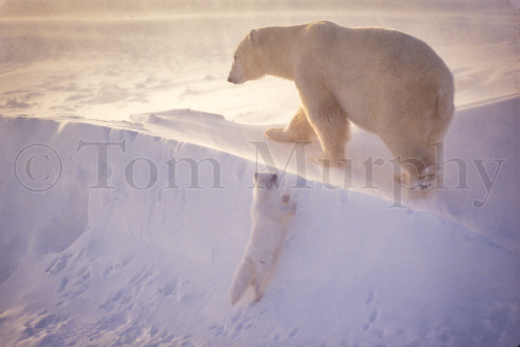 Arctic Fox Peeking Polar Bear – Tom Murphy Photography