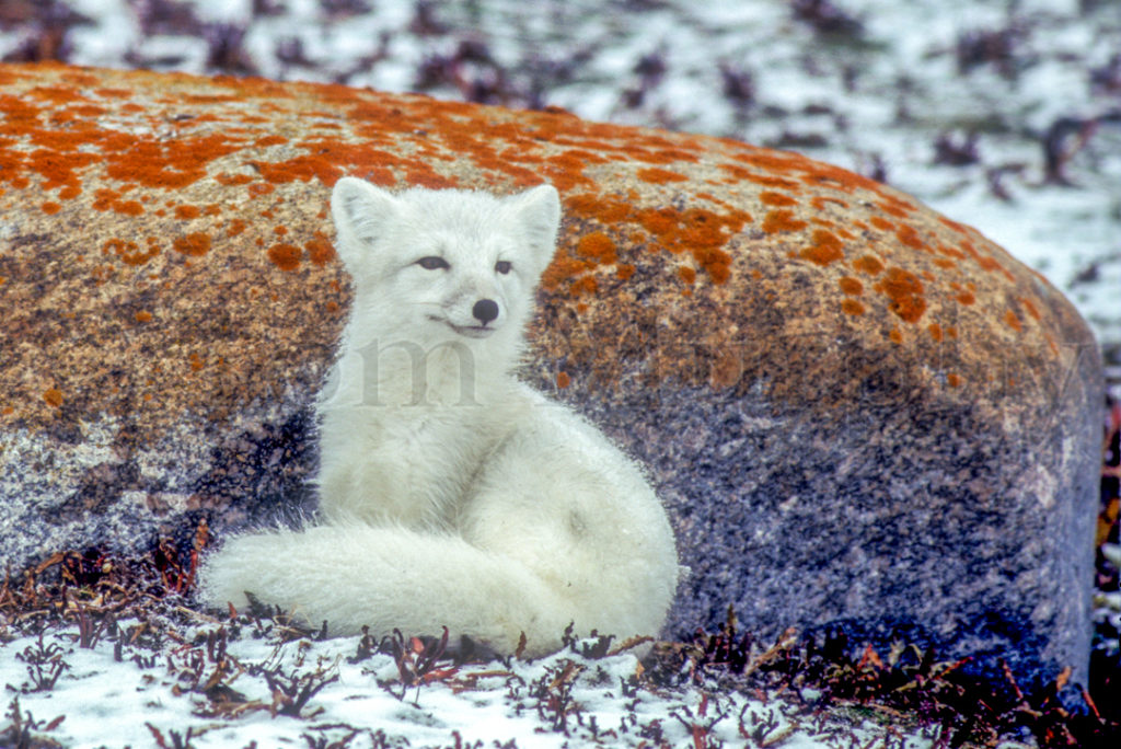 Arctic Fox Rock – Tom Murphy Photography