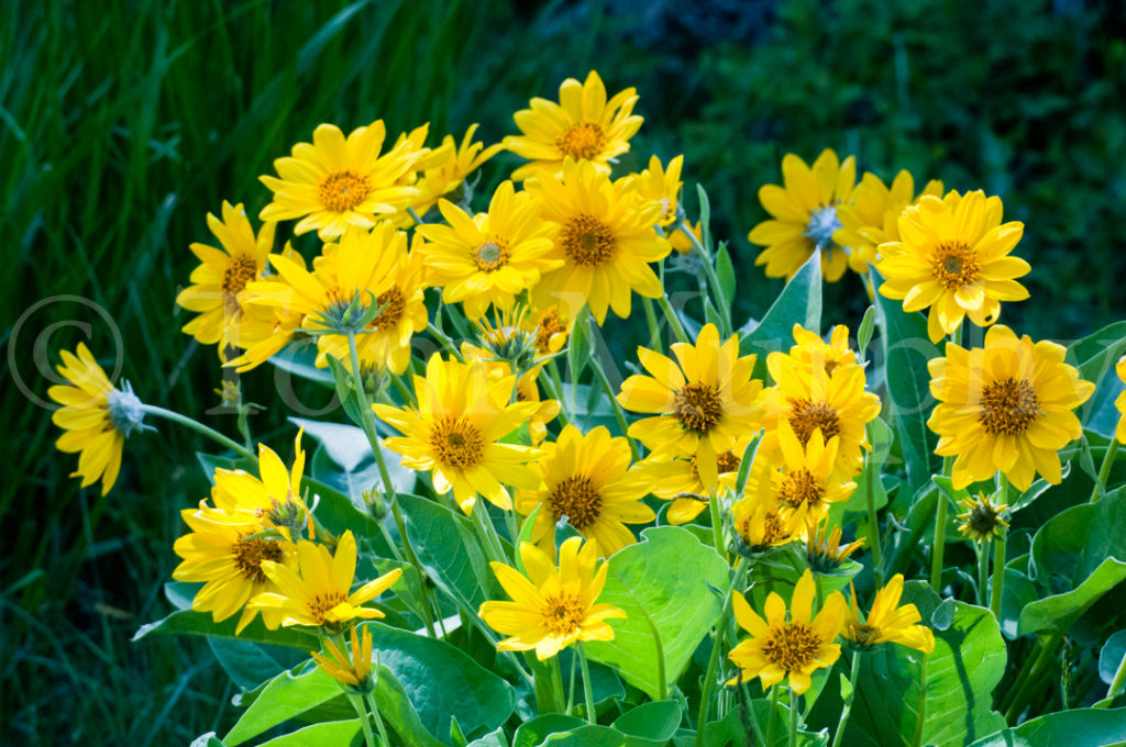 Arrowleaf Balsamroot – Tom Murphy Photography