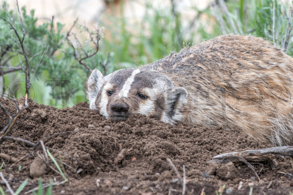 Badger Sleepiong – Tom Murphy Photography