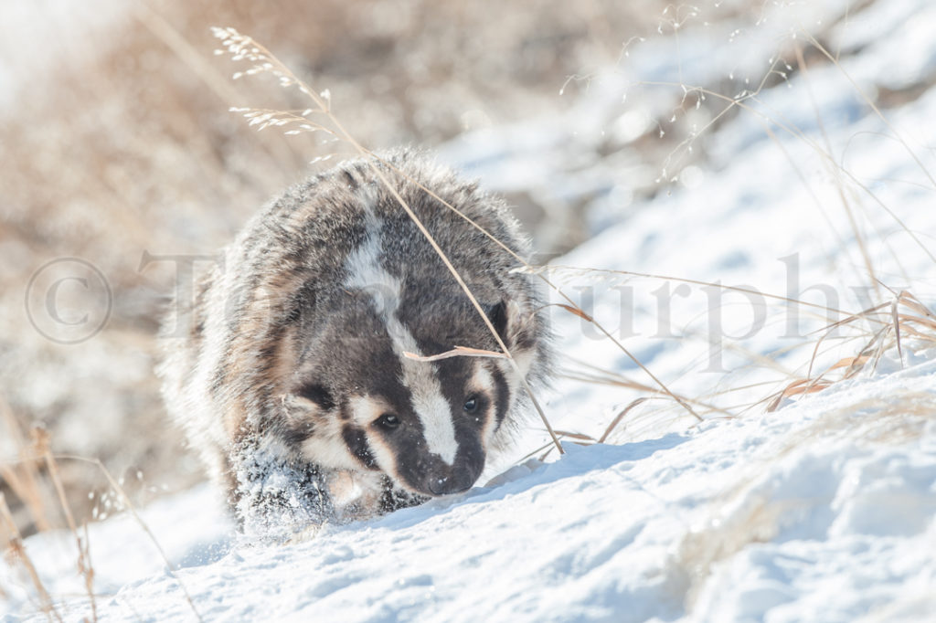 Badger Snow – Tom Murphy Photography