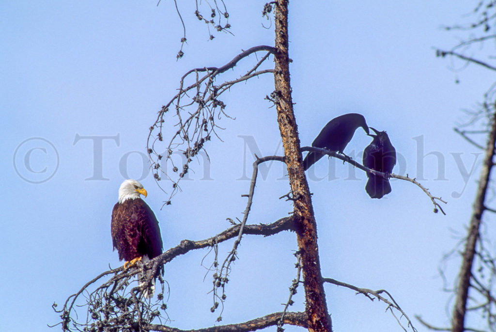 Bald Eagel Ravens – Tom Murphy Photography