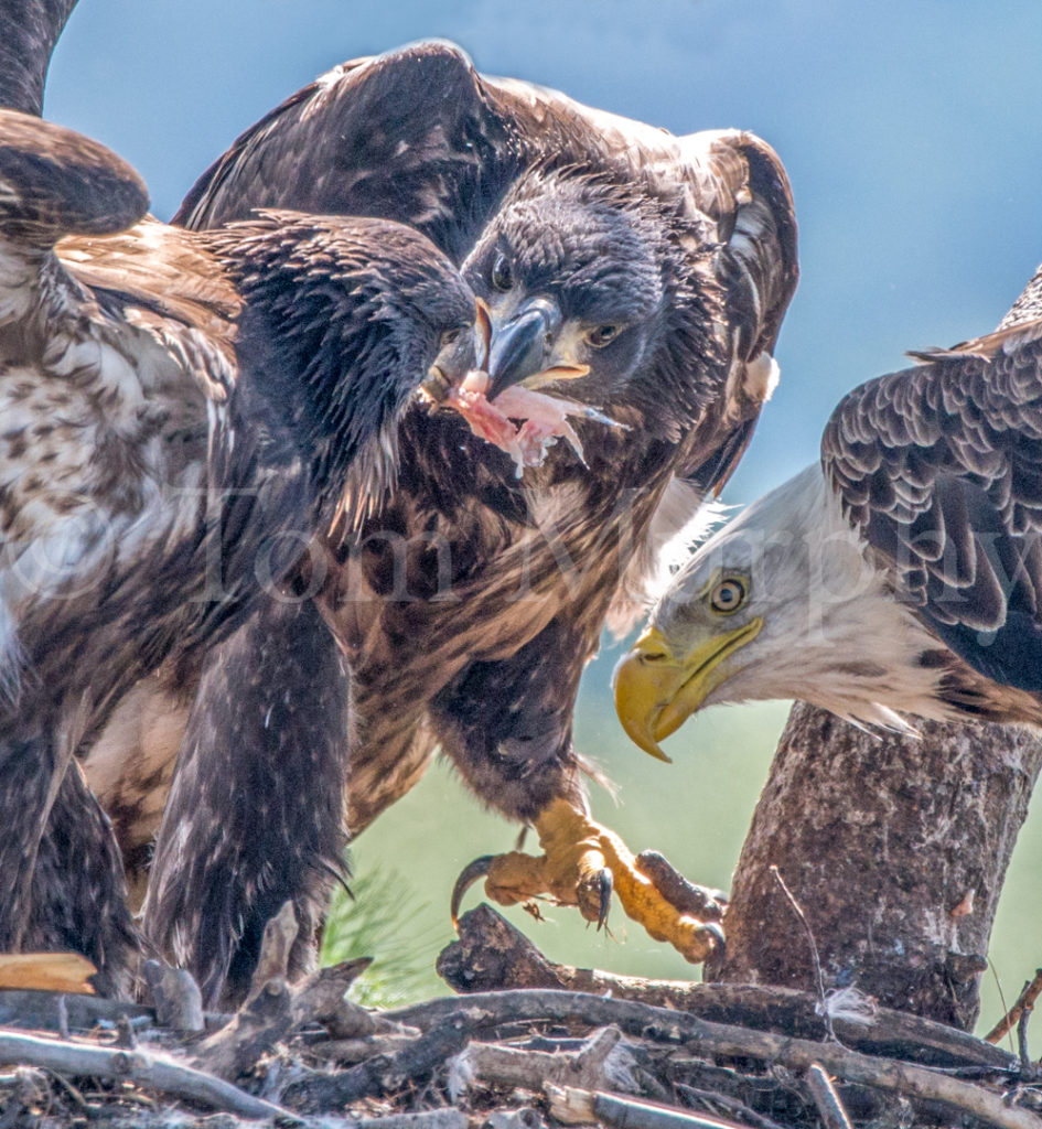 Bald Eagle Adult Feeding Chicks – Tom Murphy Photography