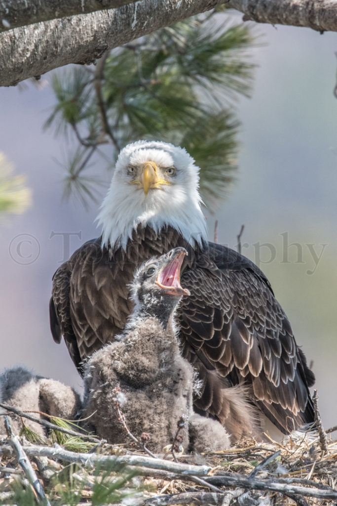 Bald Eagle Chick Yawning – Tom Murphy Photography