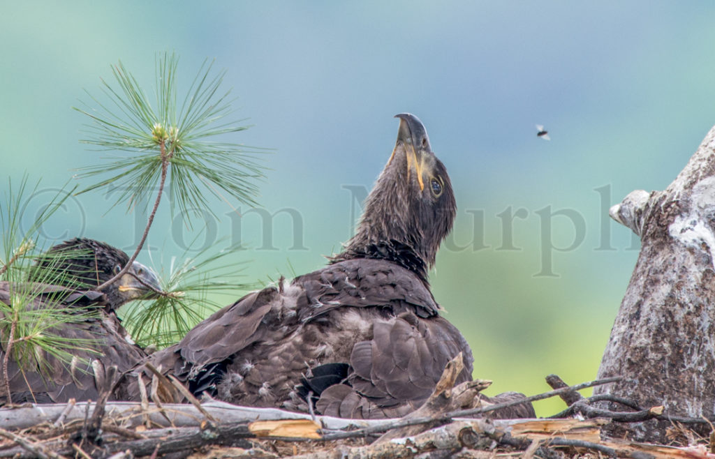 Bald Eagle Chicks Insect – Tom Murphy Photography