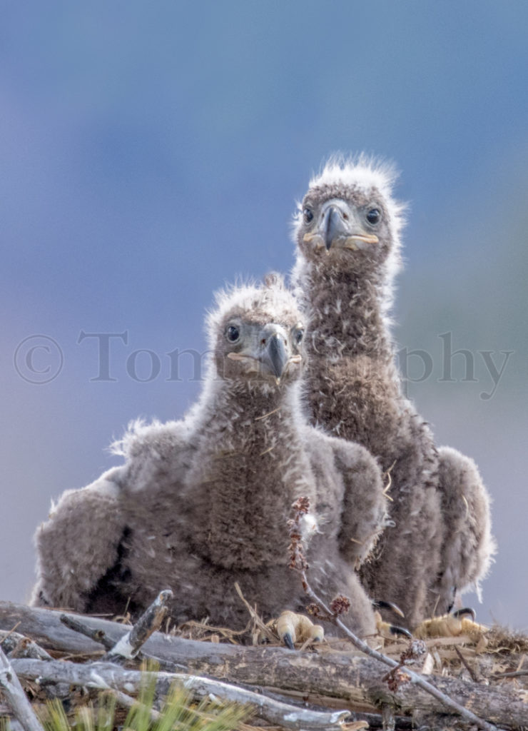 Bald Eagle Chicks – Tom Murphy Photography