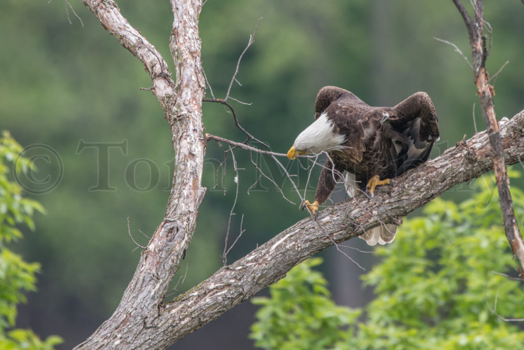 Bald Eagle Gathering Sticks – Tom Murphy Photography