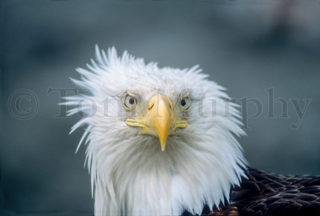 Bald Eagle Head Feathers – Tom Murphy Photography
