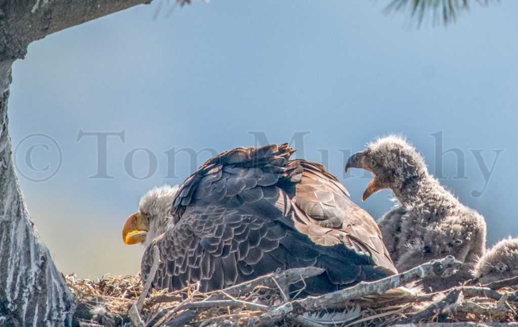 Bald Eagle Mom & Chick Calling – Tom Murphy Photography