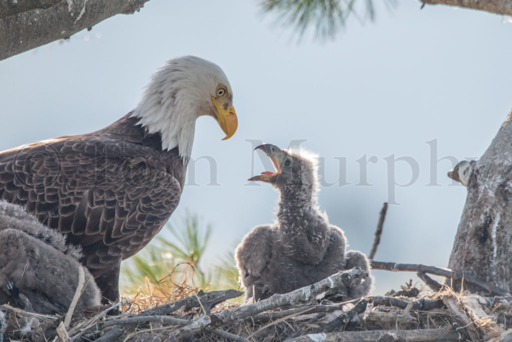 Bald Eagle Mom & Chick Calling – Tom Murphy Photography