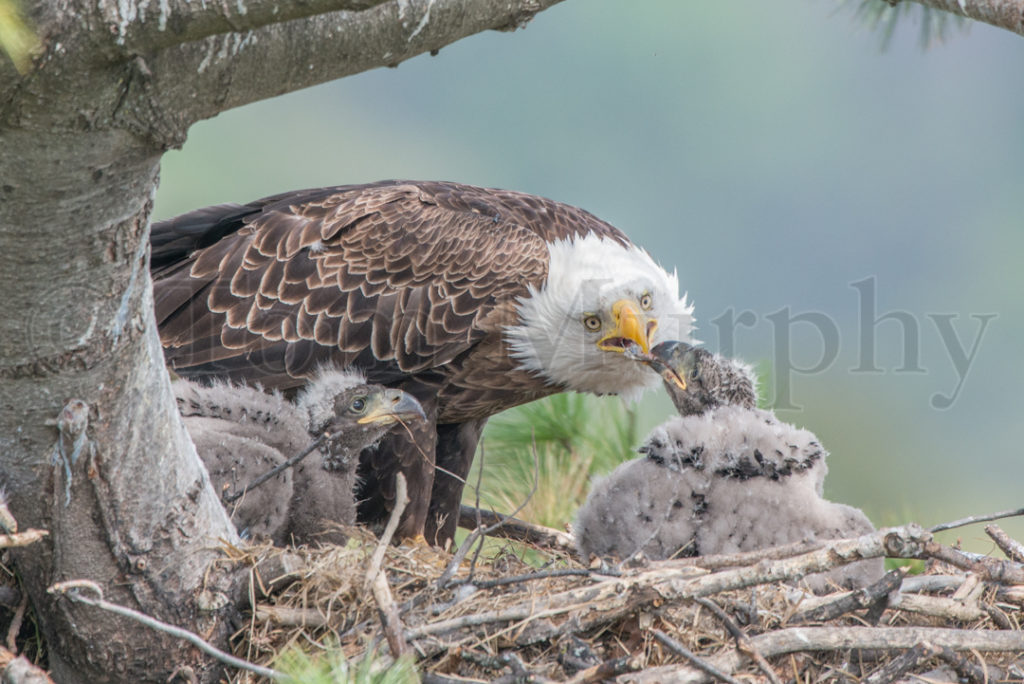 Bald Eagle Mom Feeding Chicks – Tom Murphy Photography