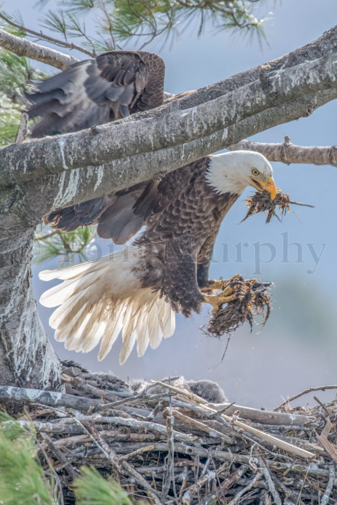 Bald Eagle Nesting Material – Tom Murphy Photography