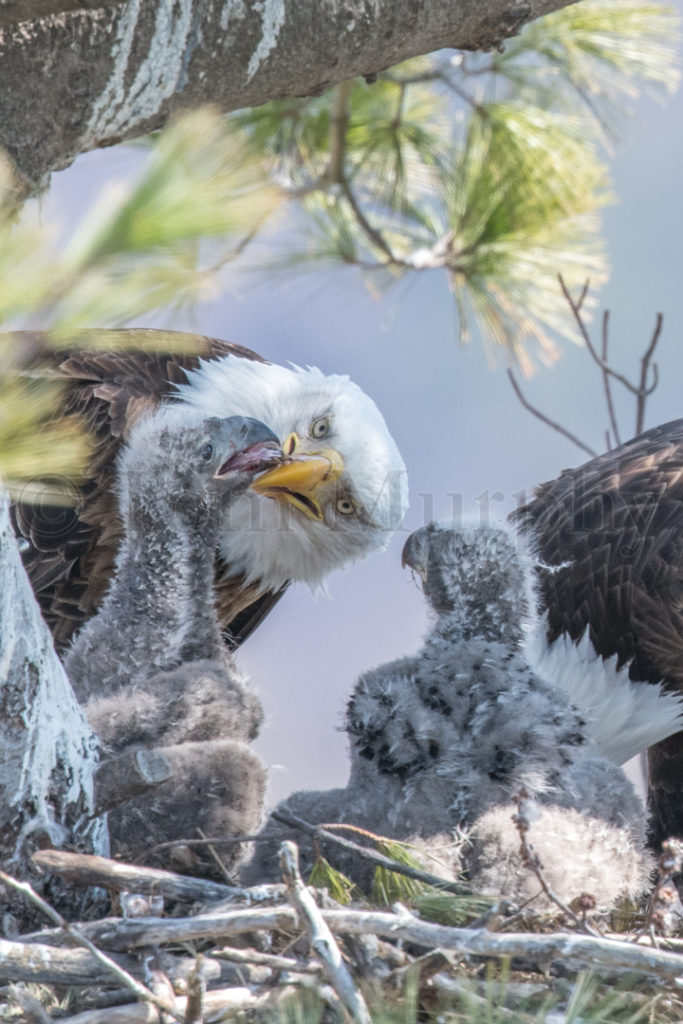 Bald Eagles Feeding Chicks – Tom Murphy Photography