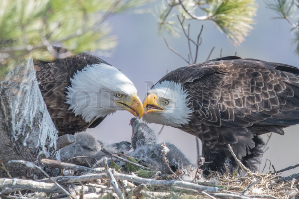 Bald Eagle Head Feathers – Tom Murphy Photography