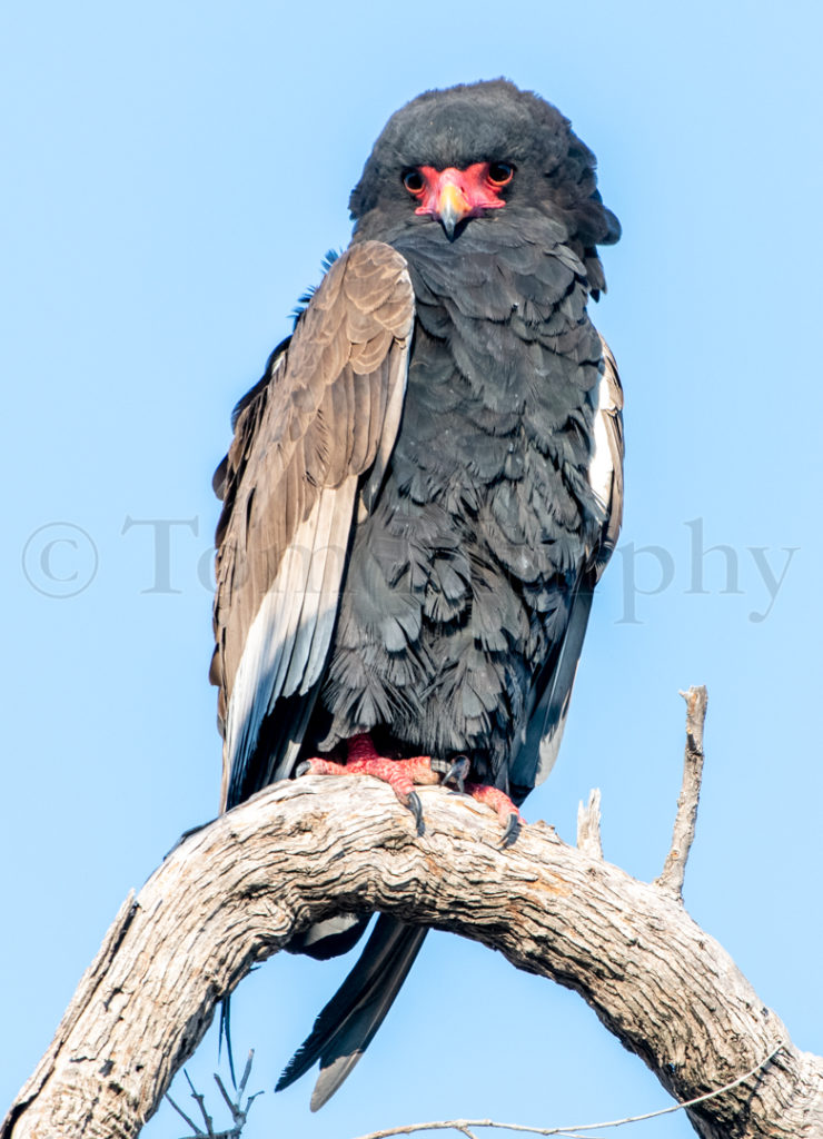 Bateleur Eagle