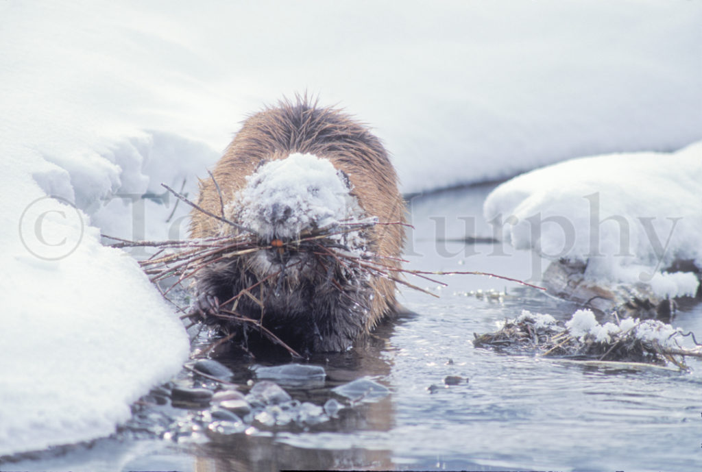 Beaver Snowy Face – Tom Murphy Photography