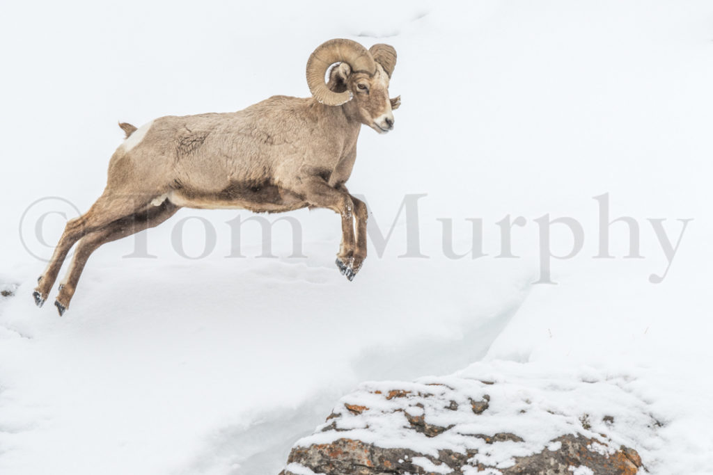 Bighorn Ram Jumping – Tom Murphy Photography