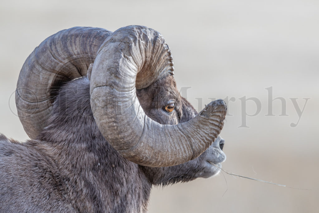 Bighorn Sheep Ram Eye – Tom Murphy Photography