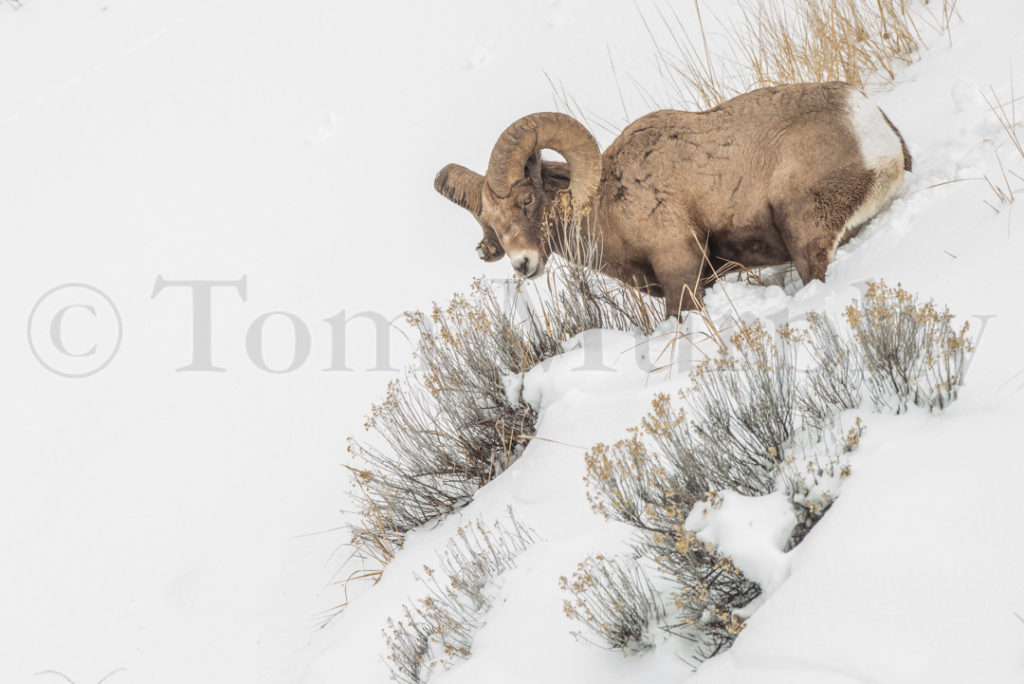Bighorn Sheep Ram Snow – Tom Murphy Photography