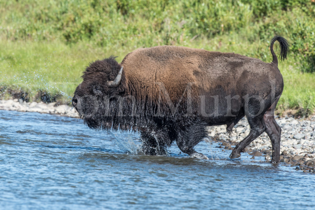 Bison Bull River Edge – Tom Murphy Photography