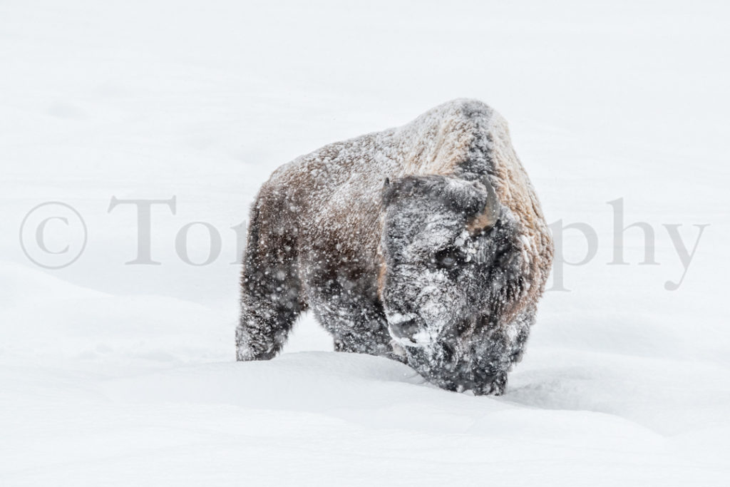 Bison Bull Snowstorm – Tom Murphy Photography