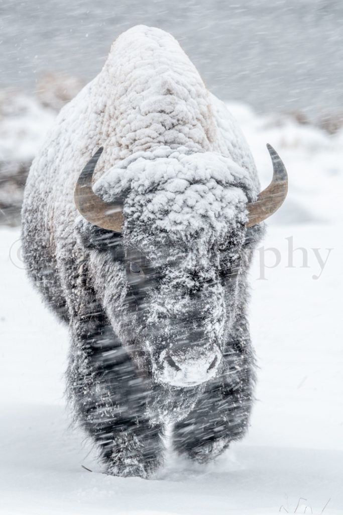 Bison – Tom Murphy Photography
