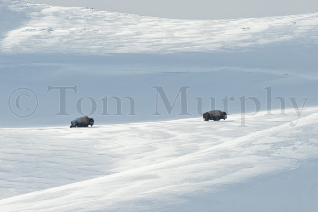Bison Bull Walking In Snowstorm – Tom Murphy Photography