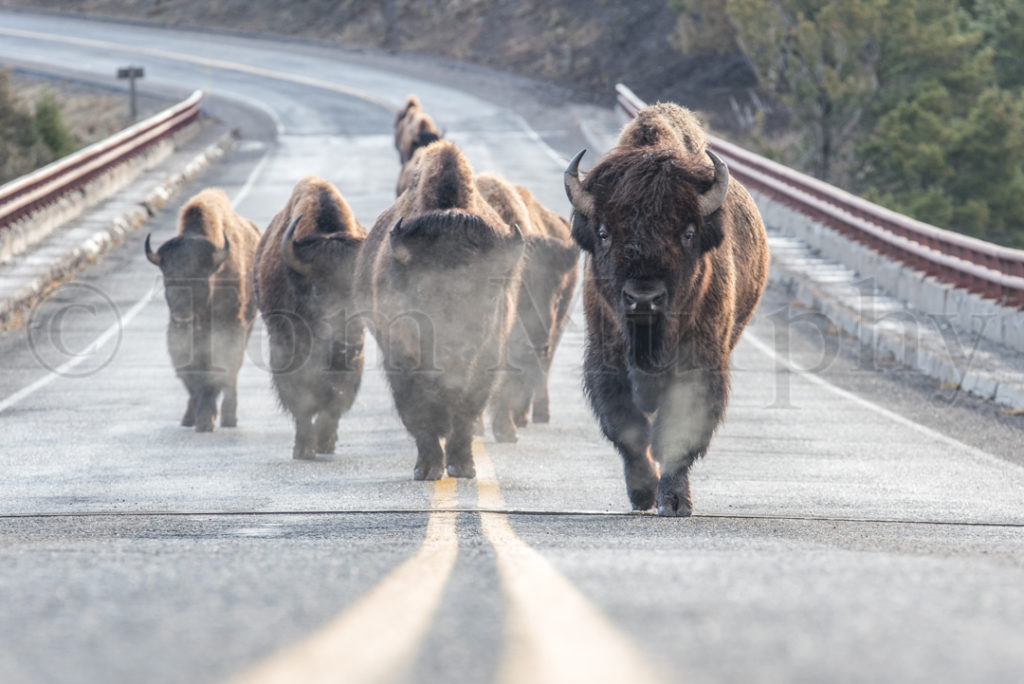 Bison Bulls Walking On Bridge Roadway – Tom Murphy Photography
