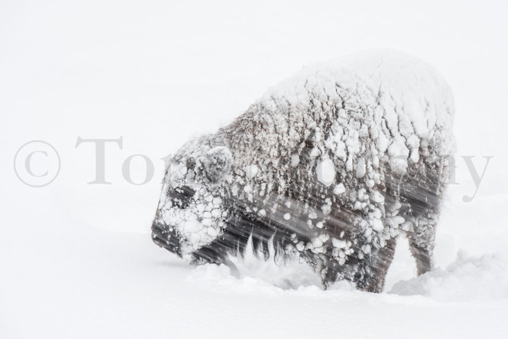 Bison Calf Snowstorm – Tom Murphy Photography