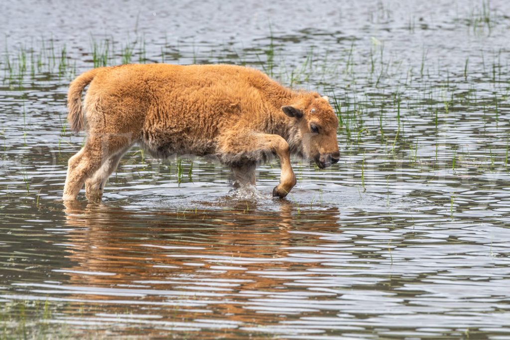 Bison Calf Splashing Water – Tom Murphy Photography