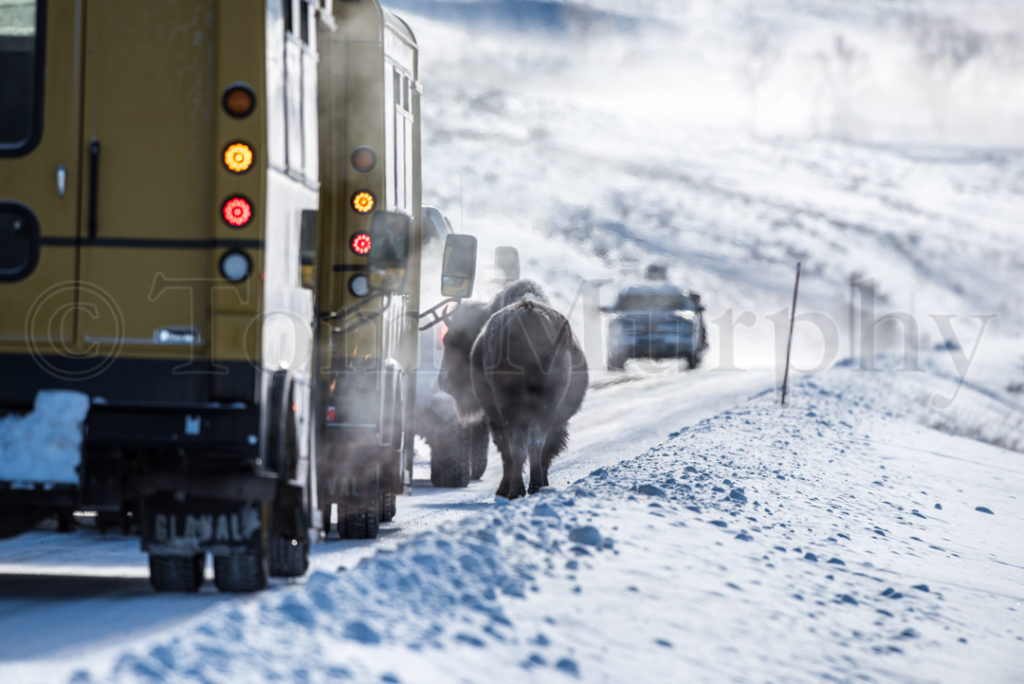 Bison Cow Bus Roadway – Tom Murphy Photography