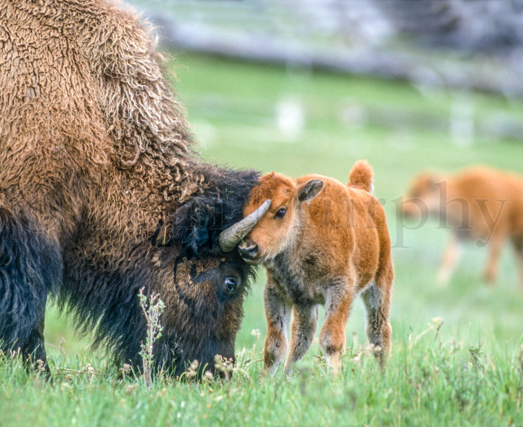 Bison Cow Calf Playing – Tom Murphy Photography