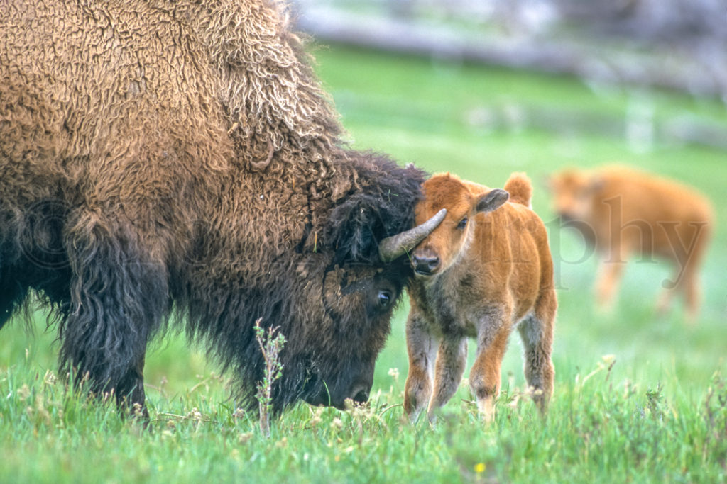 Bison Cow Frost – Tom Murphy Photography
