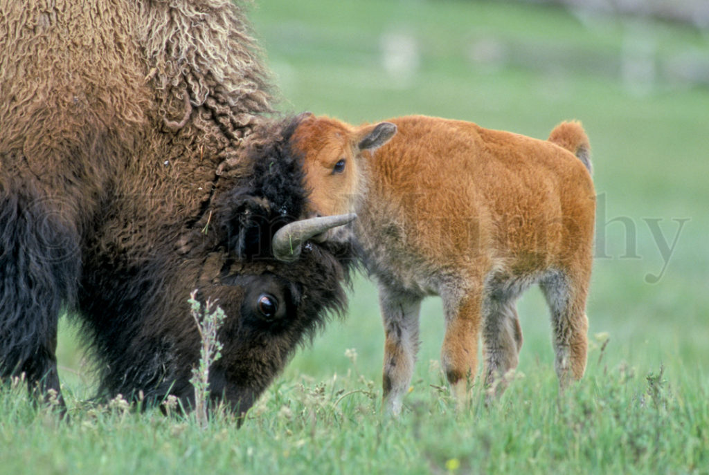 Bison Cow Calf Playing – Tom Murphy Photography