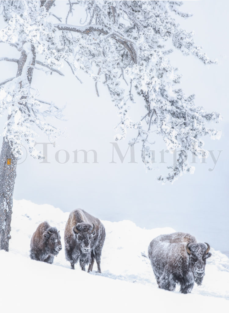 Bison Cow Frosted Tree – Tom Murphy Photography