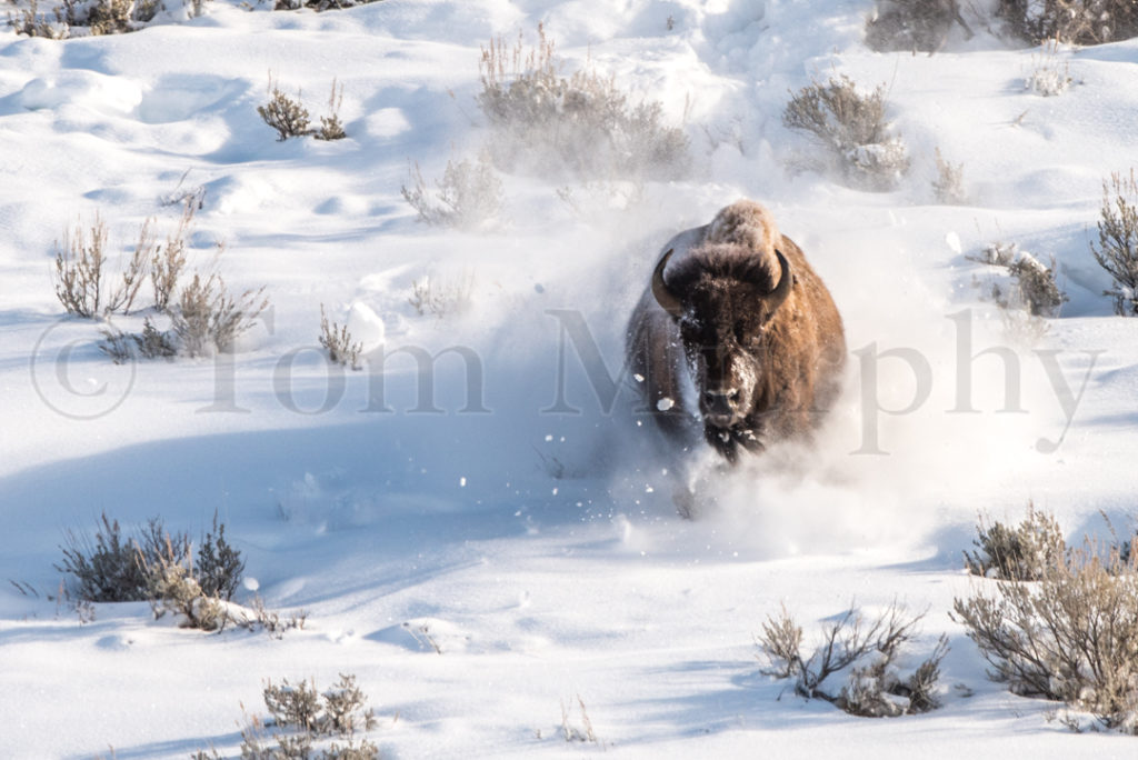 Bison Cow Running In Snow – Tom Murphy Photography