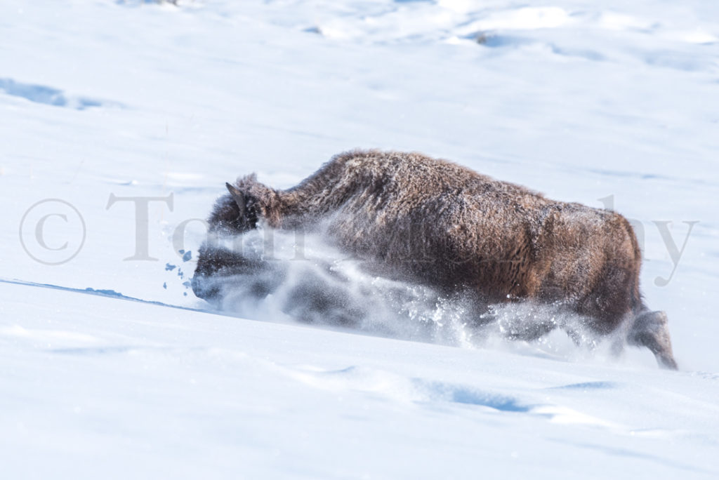 Bison Cow Running In Snow – Tom Murphy Photography